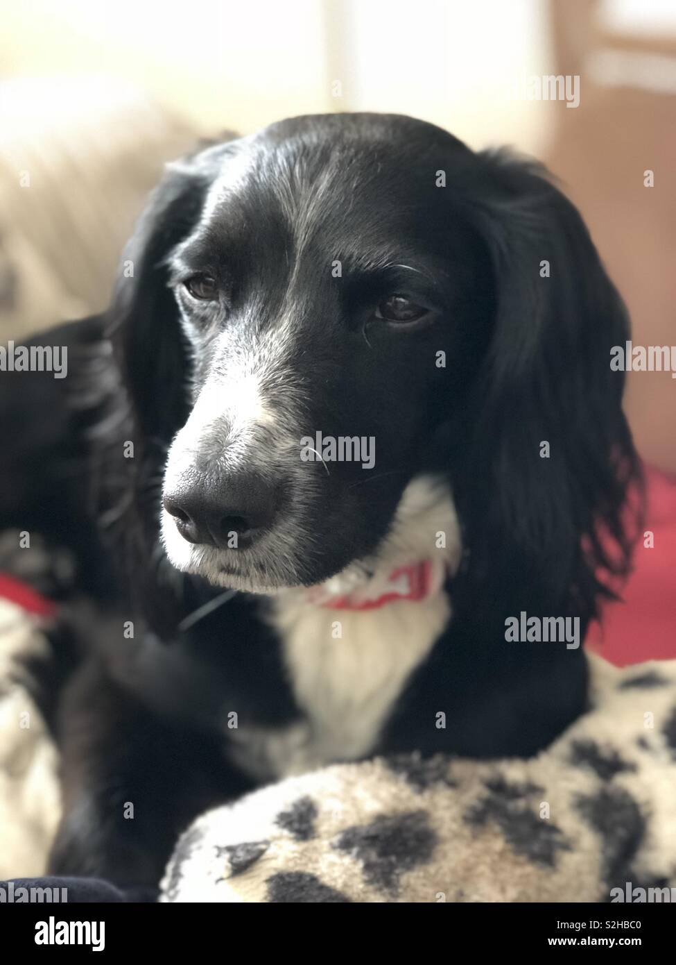 Portrait of beautiful sprocker hi-res stock photography and images - Alamy
