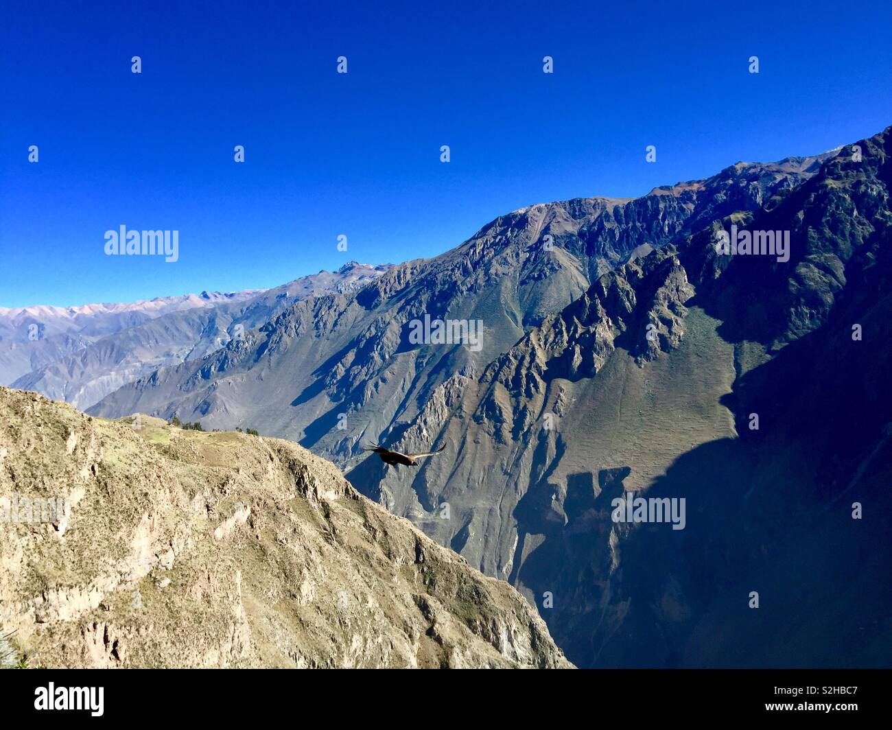 Peruvian condor hi-res stock photography and images - Alamy