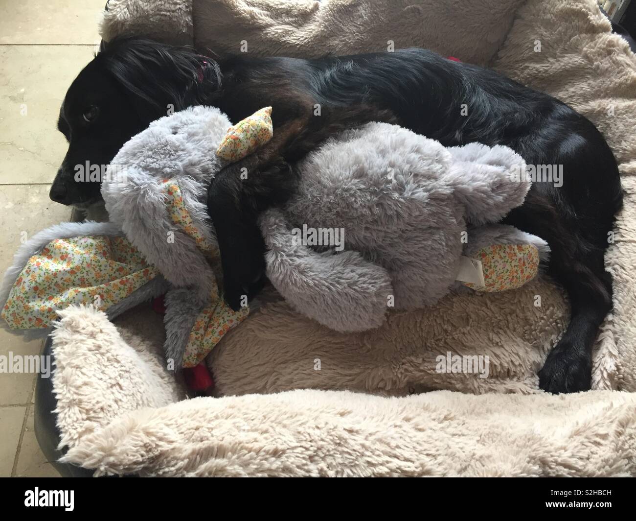 Doggy sprocker spaniel cuddling Easter bunny Stock Photo - Alamy