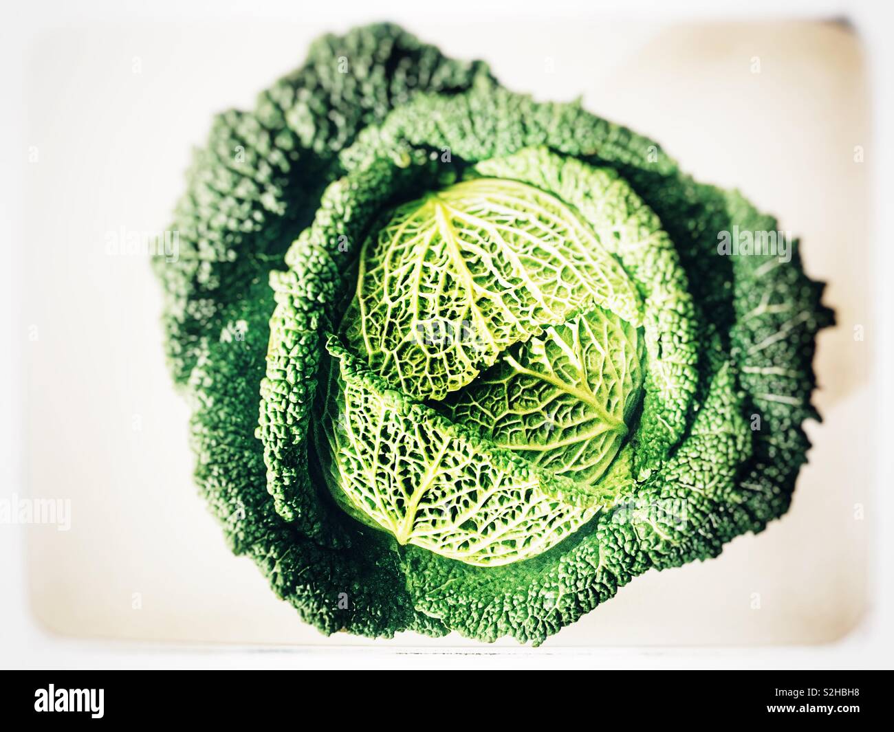 Organically grown fresh cabbage hi-res stock photography and images - Alamy