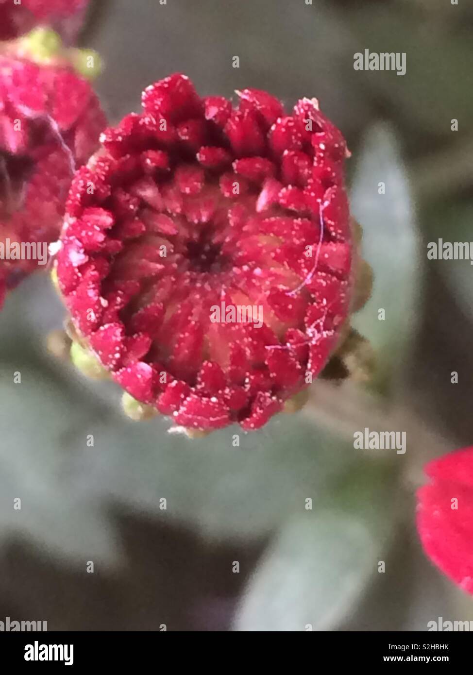 Closed flower hi-res stock photography and images - Alamy