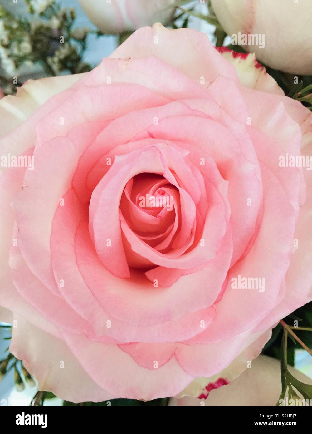 Rose paddles hi-res stock photography and images - Alamy