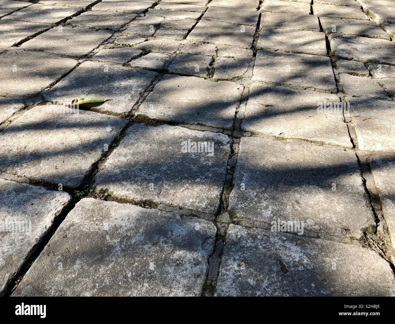 Temple paving with shadow of tree Stock Photo - Alamy