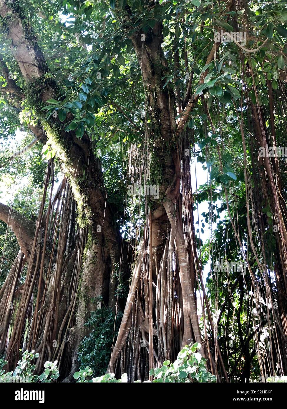 Tropical trees growing in Luang Prabang Stock Photo - Alamy