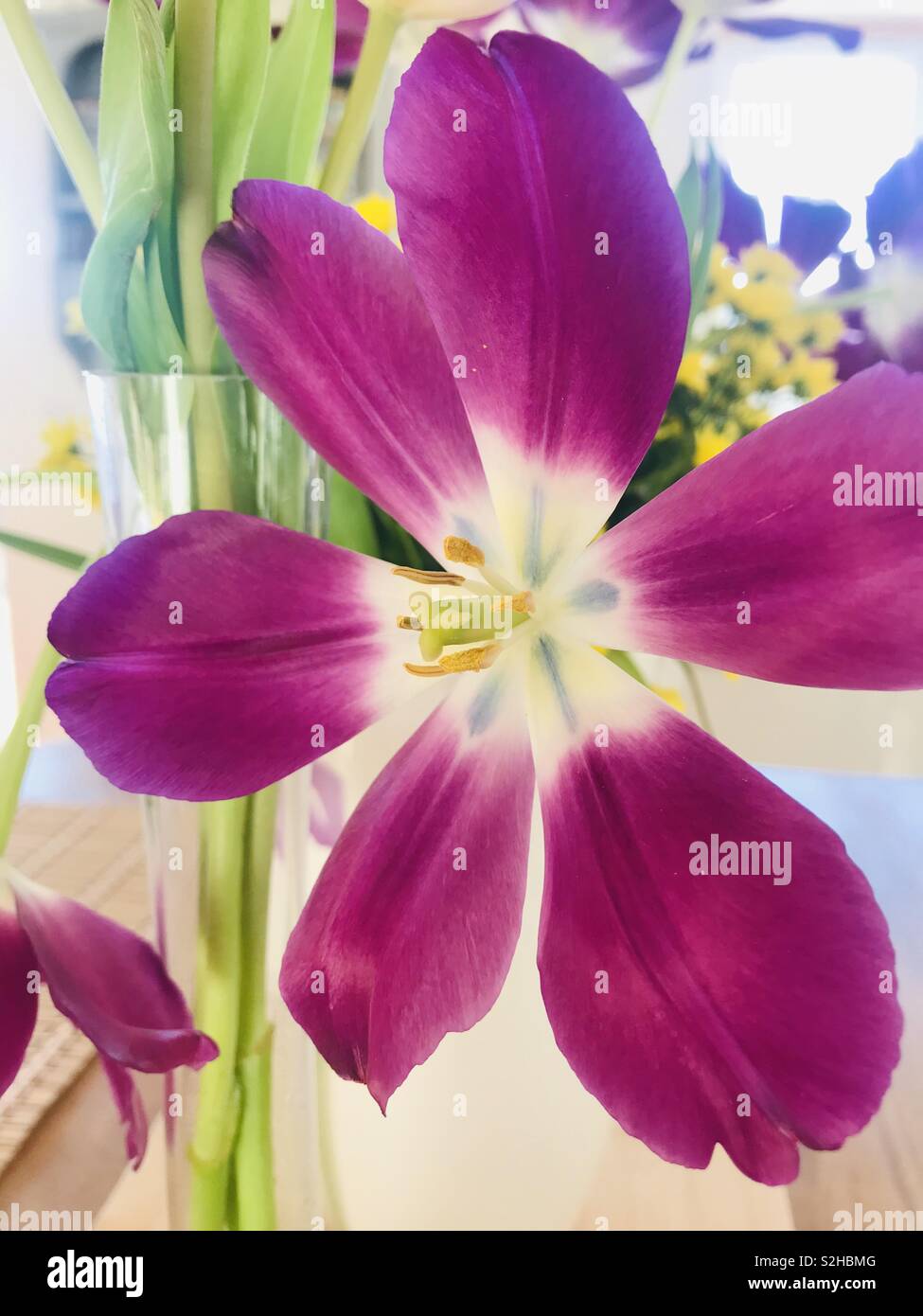 Tulip About To Open High Resolution Stock Photography and Images - Alamy