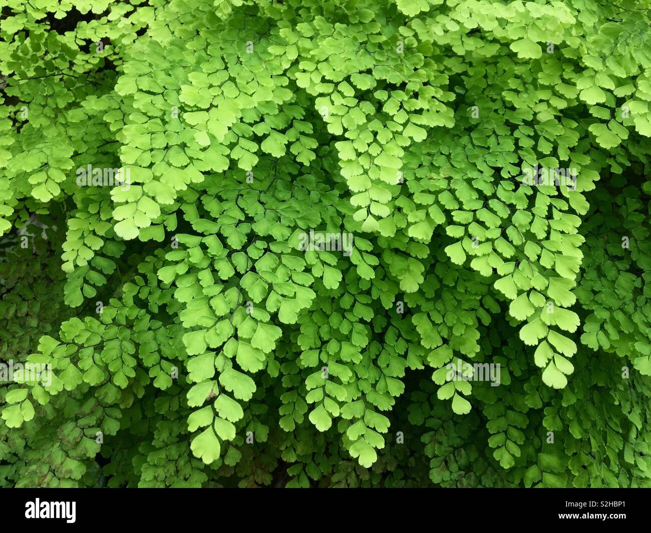 Hair ferns hi-res stock photography and images - Alamy