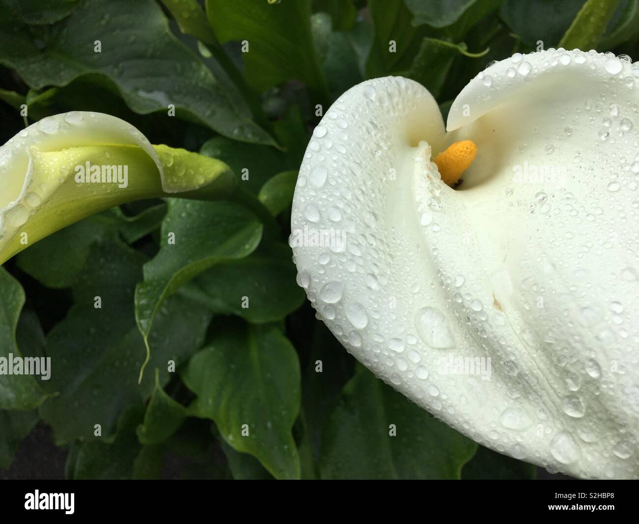Arum Lily flowers and the raindrops Stock Photo - Alamy