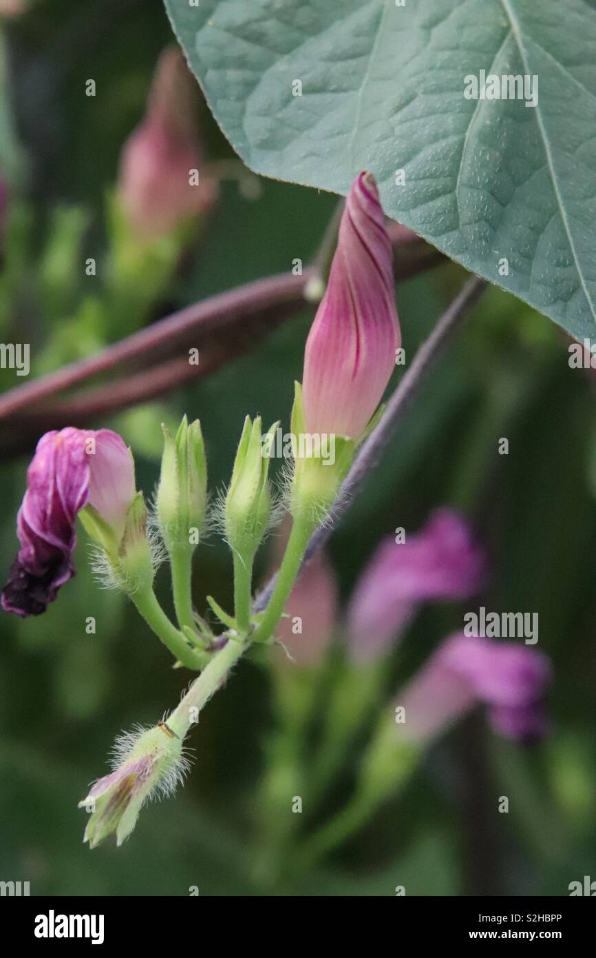 Afternoon flowers beginning to close up for the end of the day Stock ...