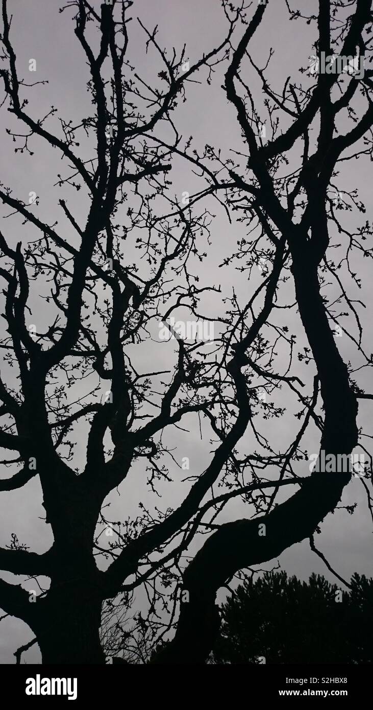 Cold winter evening by a tree Stock Photo - Alamy