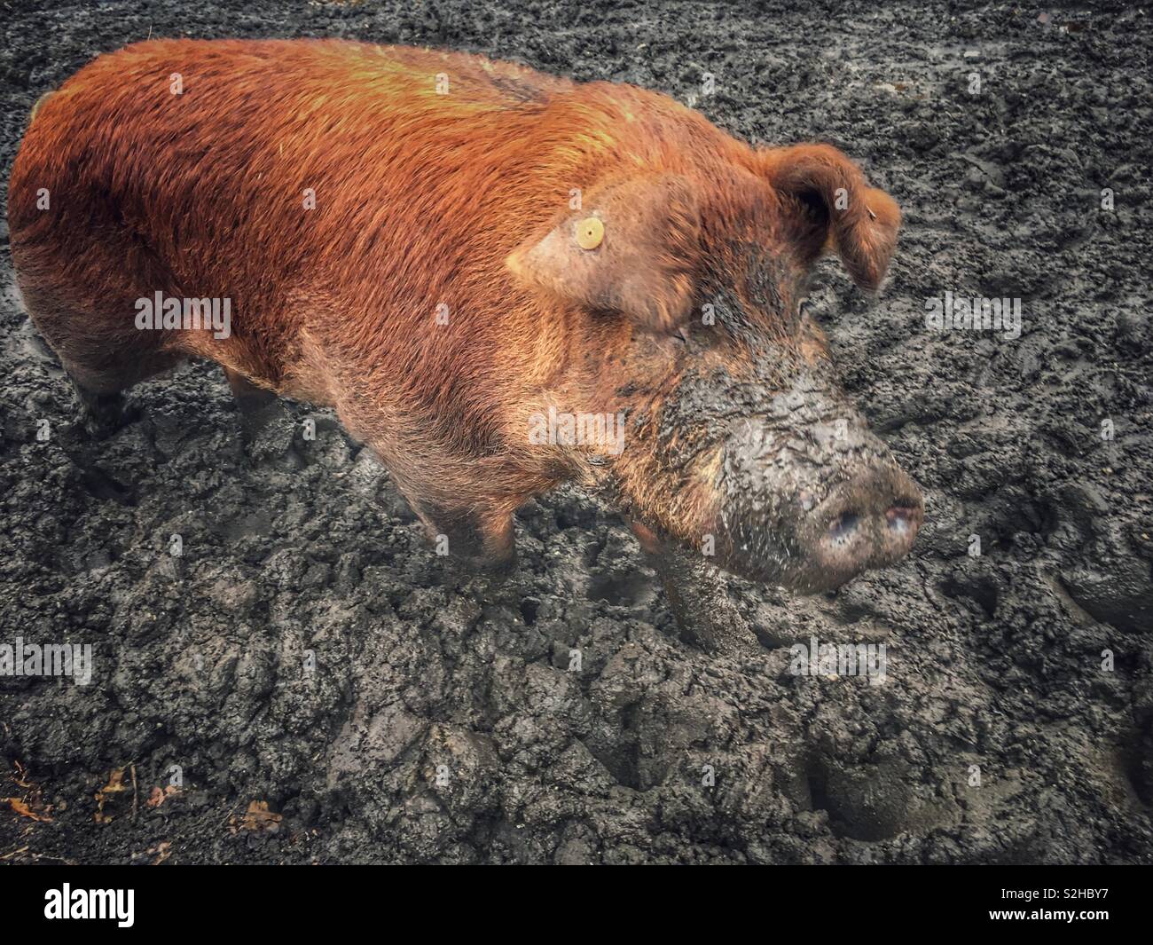 Duroc pig hi-res stock photography and images - Alamy