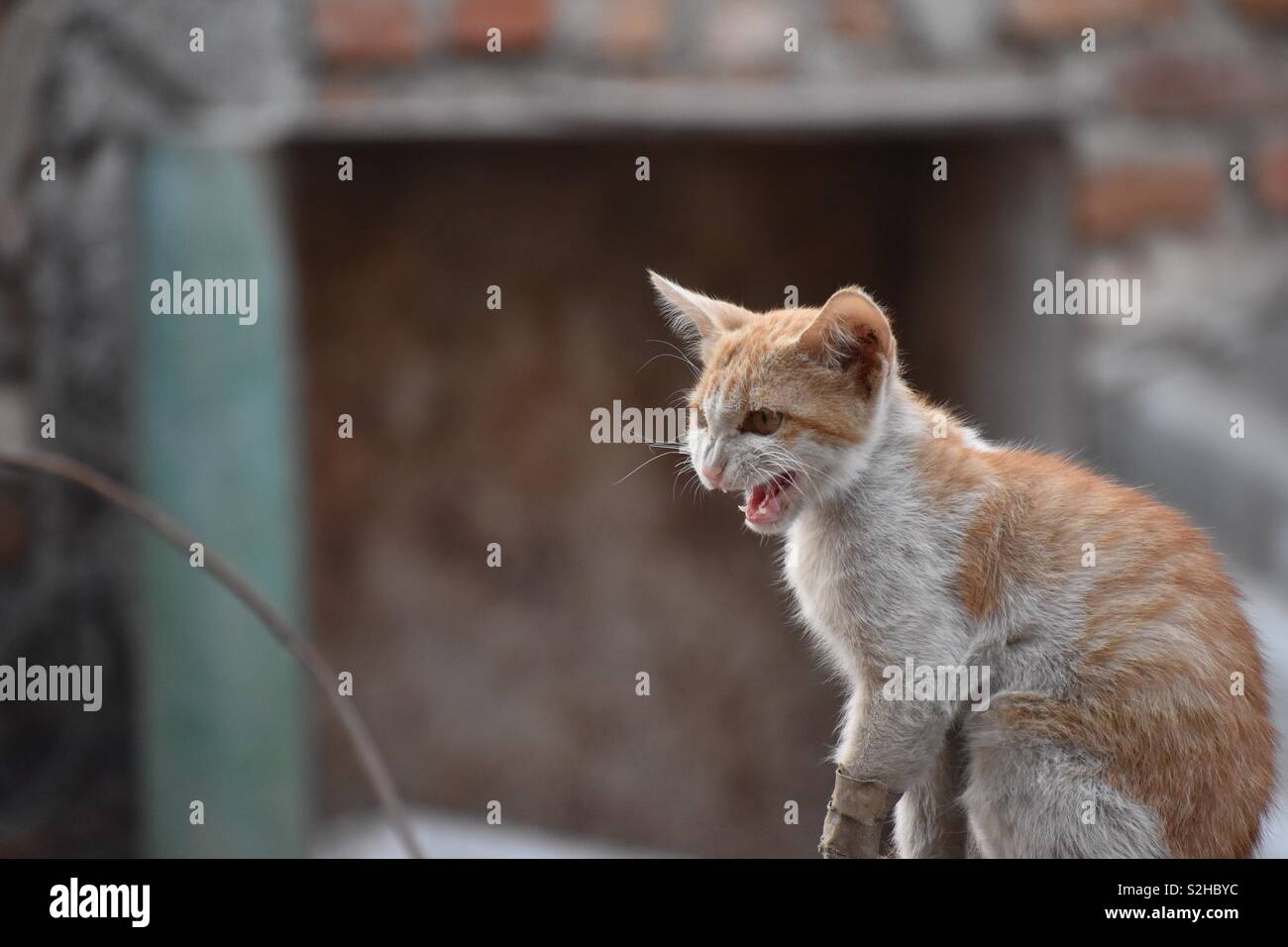 Domestic Cat Meows Stock Photo - Alamy