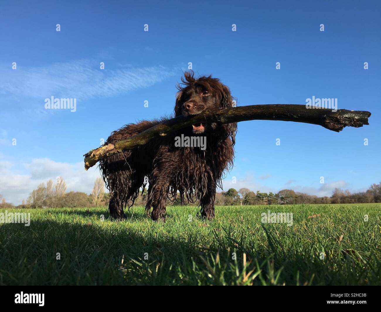 Cocker spaniel with stick hi-res stock photography and images - Alamy
