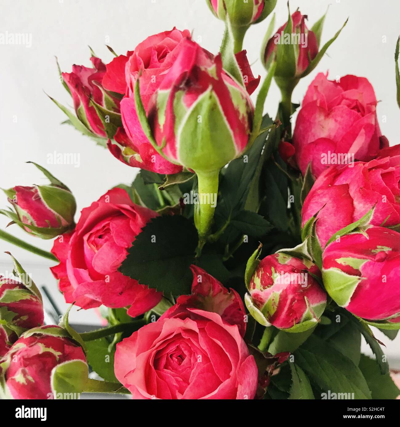 Bright pink roses hi-res stock photography and images - Alamy