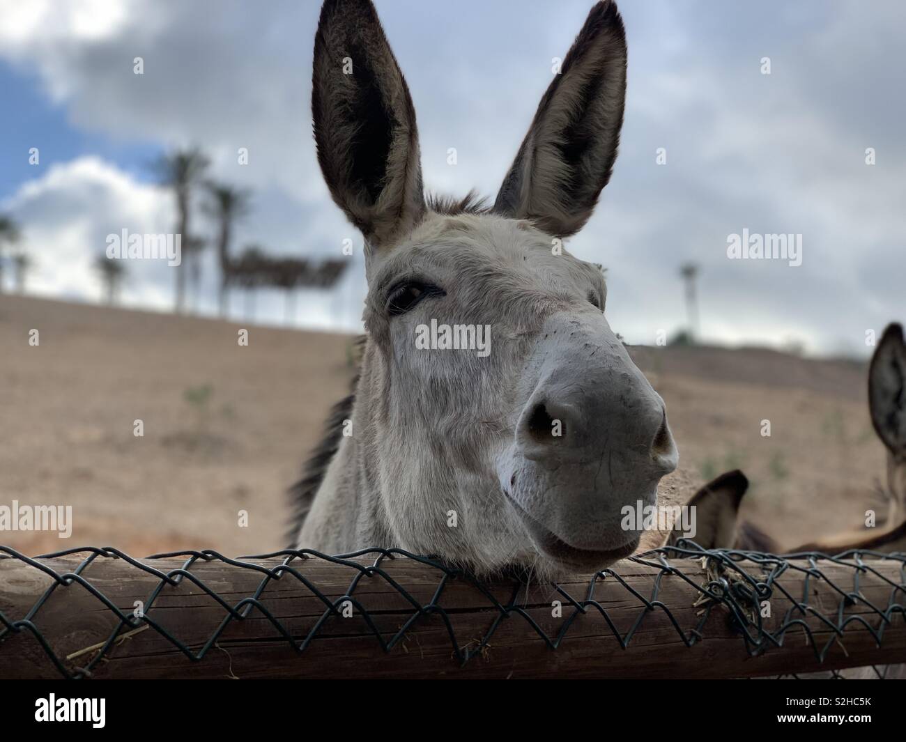 Donkeys Head High Resolution Stock Photography and Images - Alamy