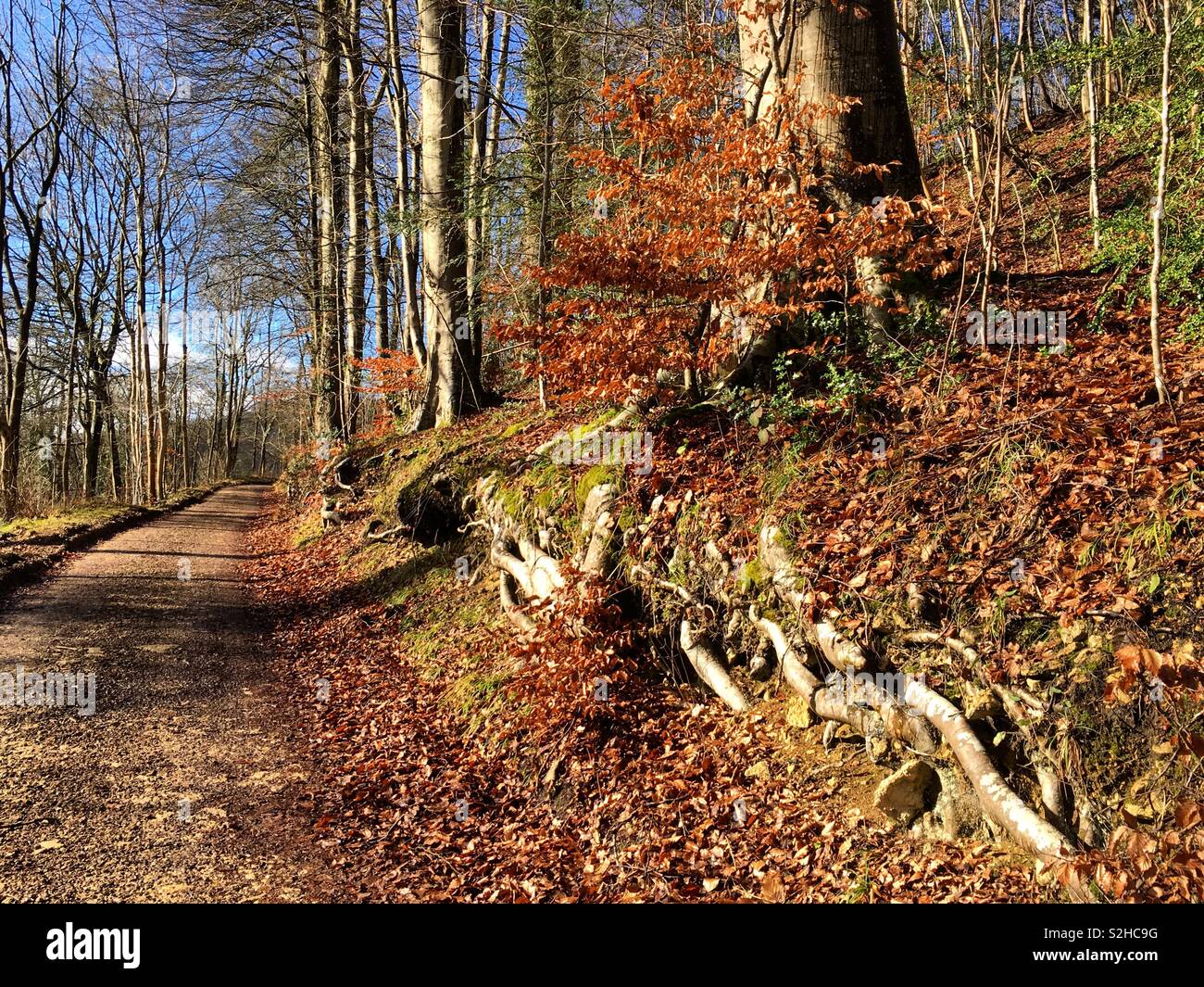 Winter walk in the woods showing roots Stock Photo - Alamy