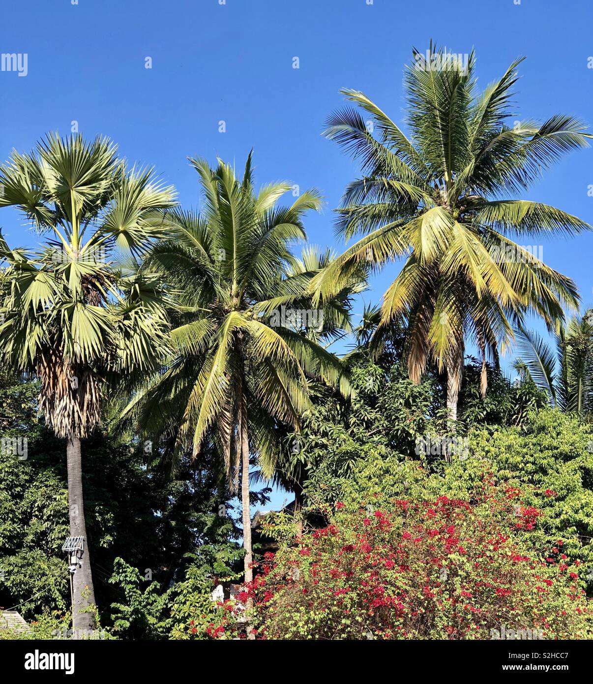 Palm trees with clear blue sky Stock Photo - Alamy