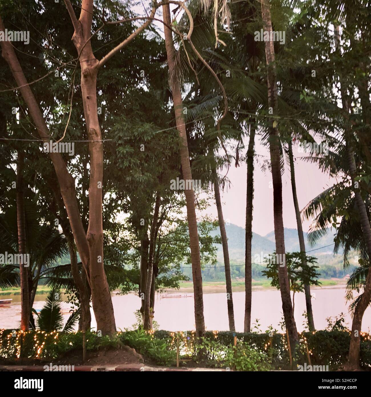 View of Mekong river through palm trees in Luang Prabang Laos Stock ...