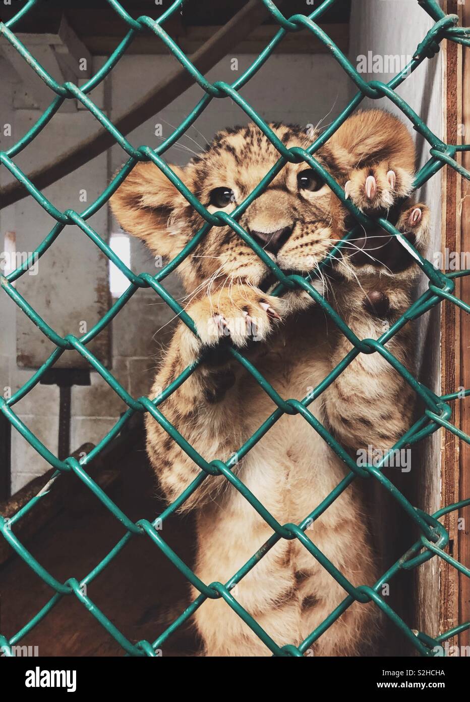 8 week old male lion cub climbing green fencing of cage Stock Photo - Alamy