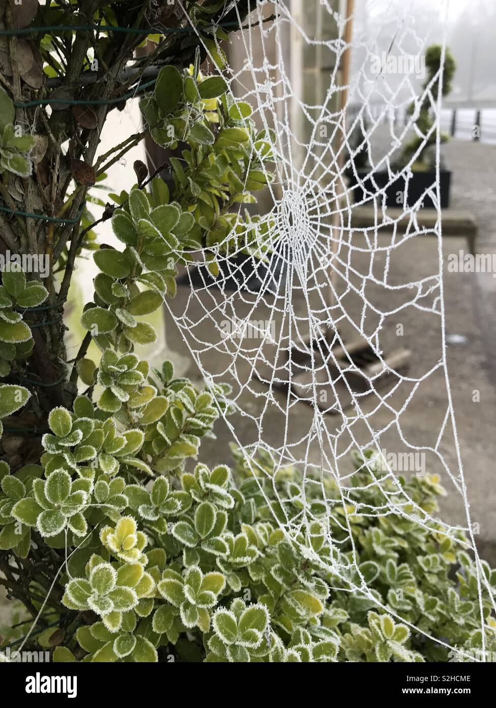 Frozen cobweb hi-res stock photography and images - Alamy