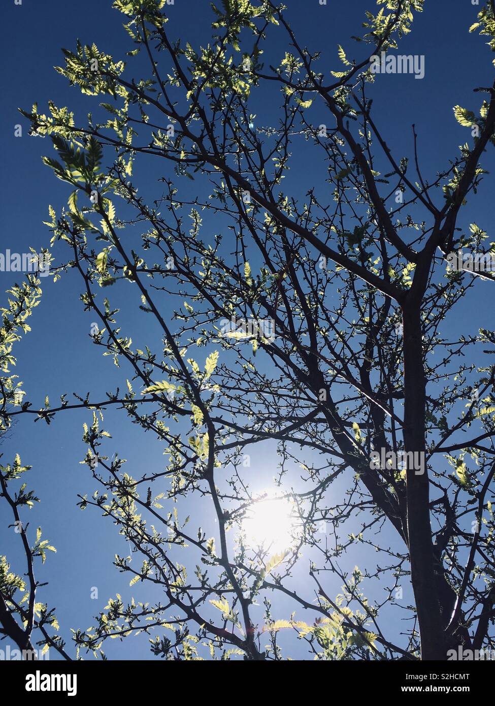 Sunshine in a tree Stock Photo - Alamy