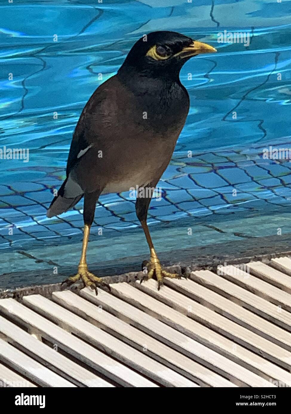 Bird in swimming pool Stock Photo - Alamy