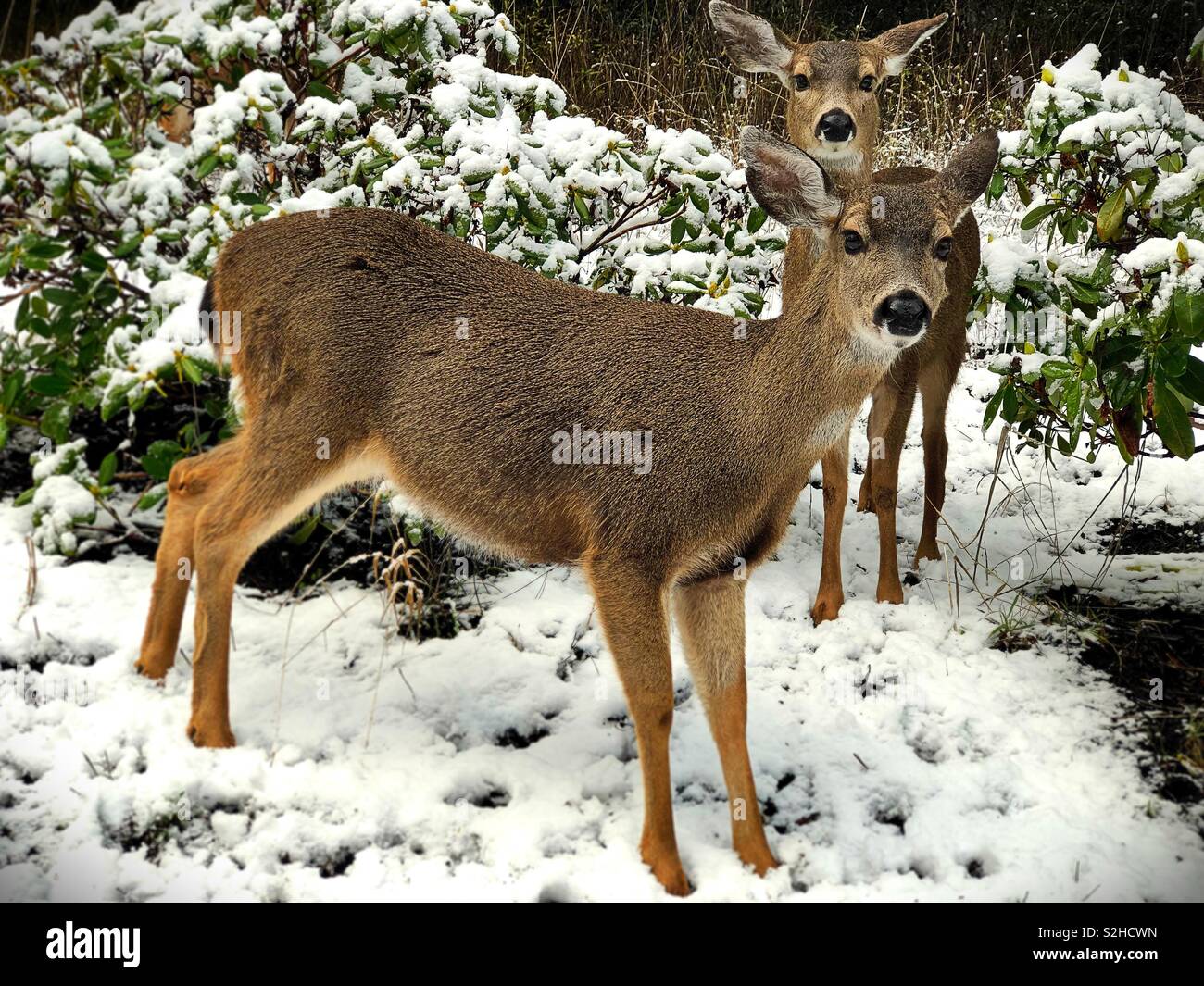 Pacific northwest blacktail deer hi-res stock photography and images ...