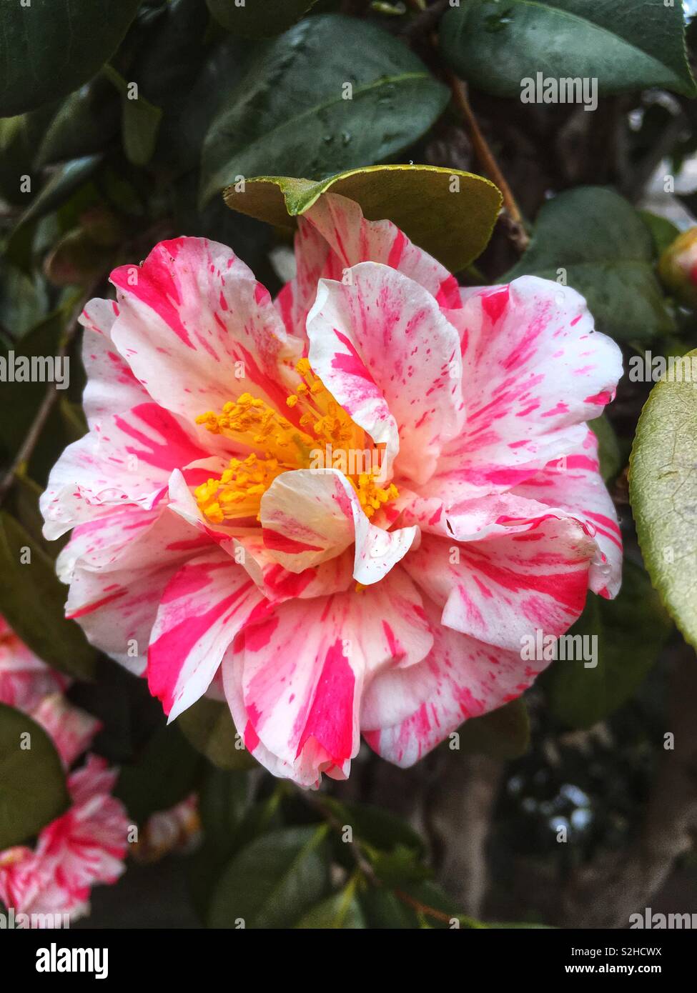 Tsubaki hi-res stock photography and images - Alamy