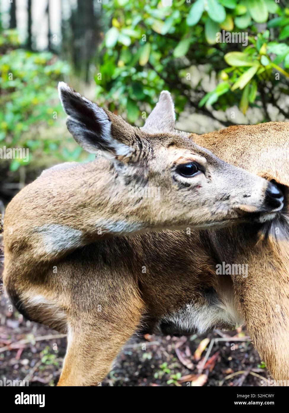 Black tail hi-res stock photography and images - Alamy