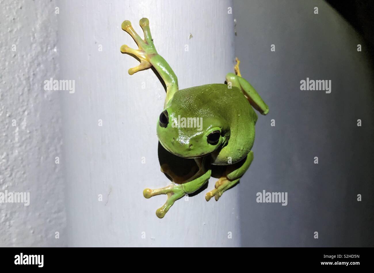 Green tree frog on a grey wall Stock Photo - Alamy