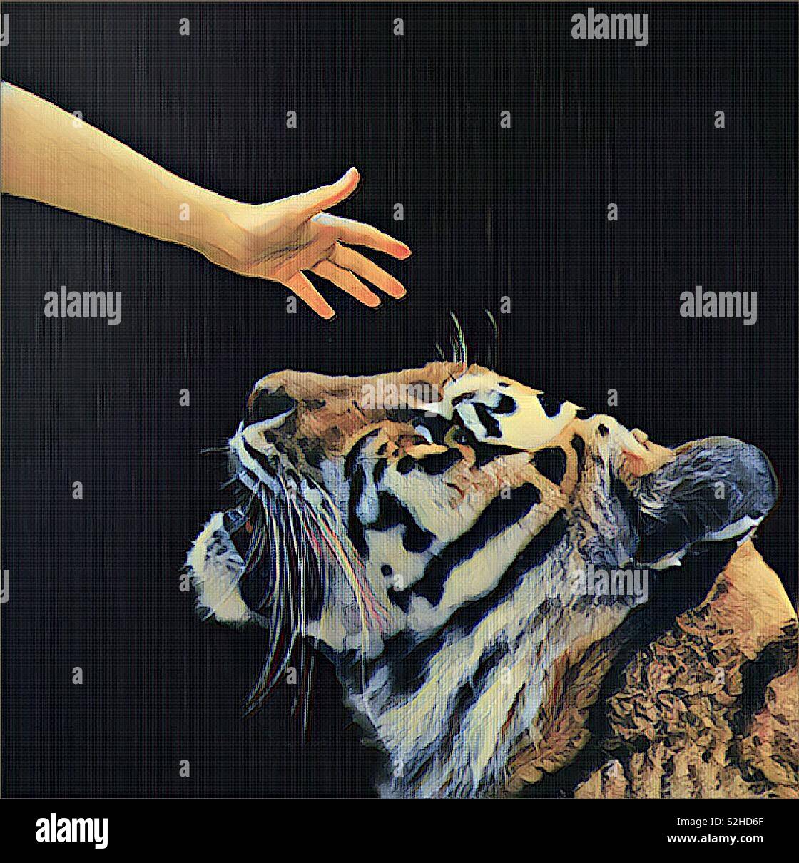 Trust a young boy reaches out to stroke an adult tiger. Metaphor for ...