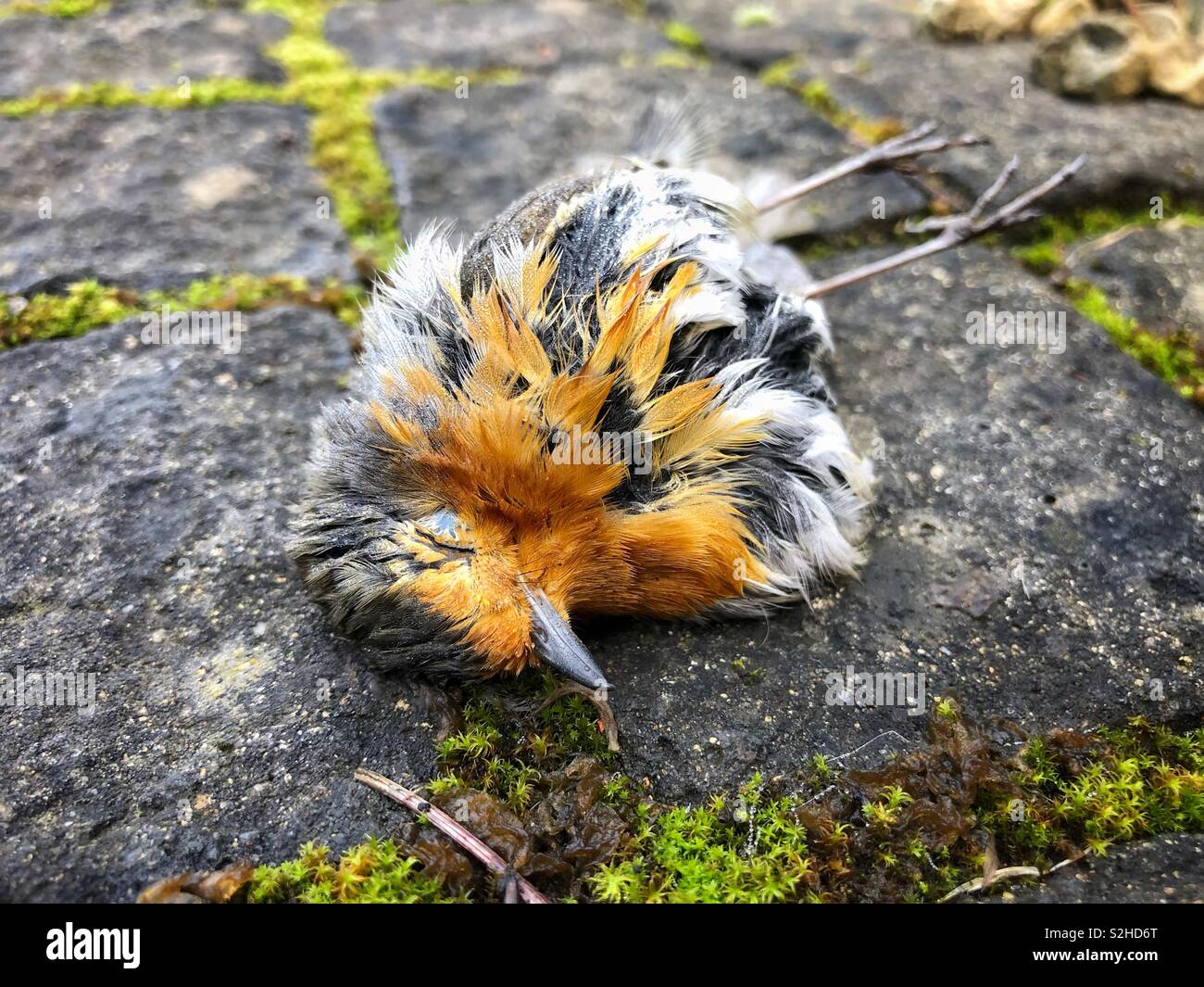 Bird life cycle hi-res stock photography and images - Alamy