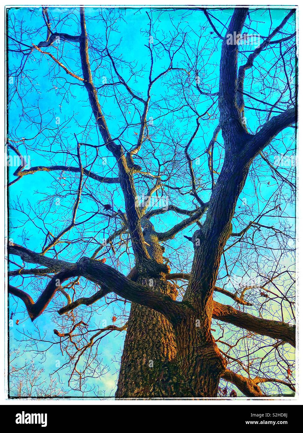 Carolina blue hi-res stock photography and images - Alamy