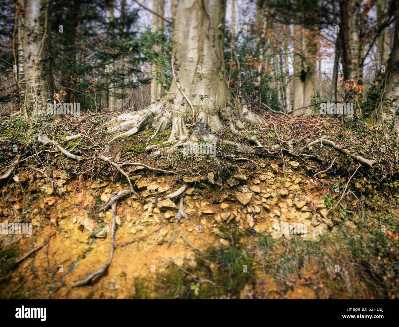 Roots through stone Stock Photo - Alamy