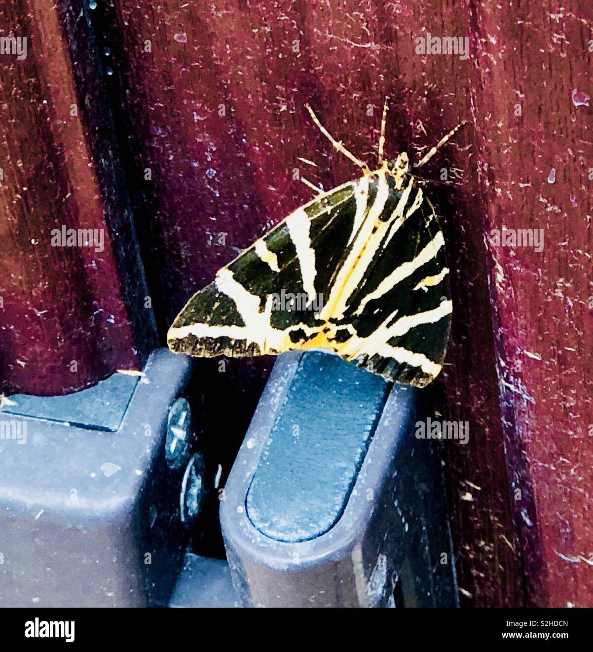 Striped tiger hi-res stock photography and images - Alamy