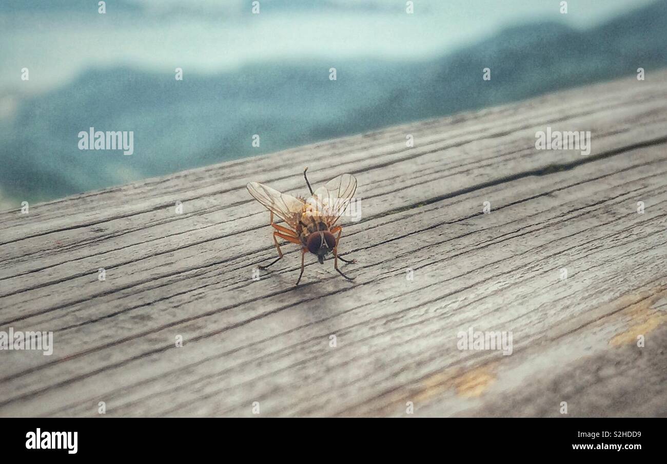 Ready to Fly Stock Photo - Alamy