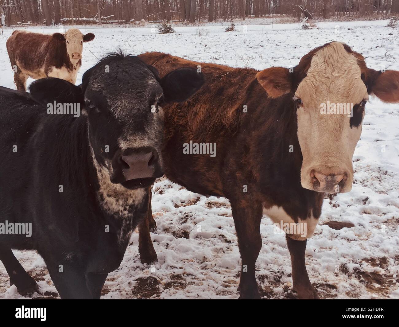 Cattle farm animals hi-res stock photography and images - Alamy