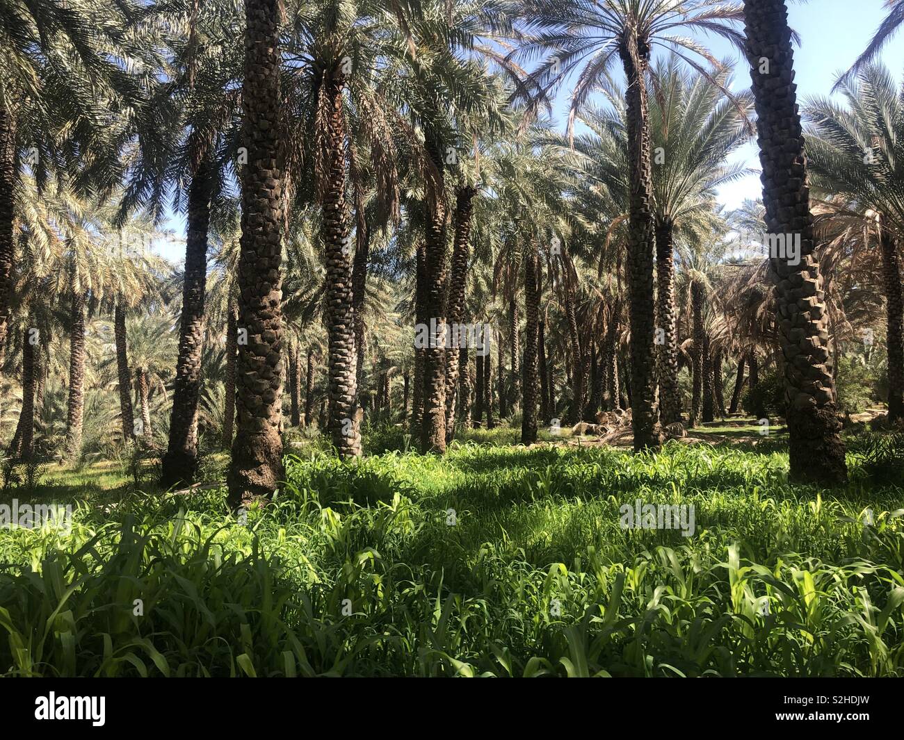 Heat trees hi-res stock photography and images - Alamy