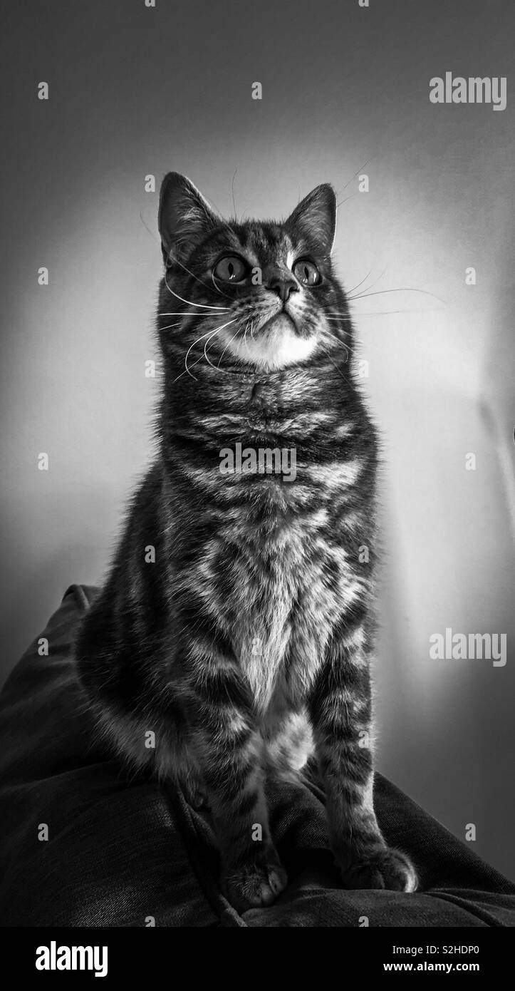Grey tabby cat hi-res stock photography and images - Alamy