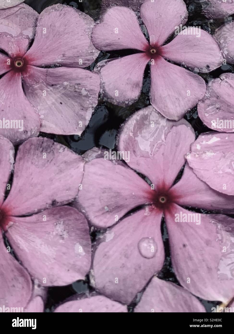 Floating flower petals hi-res stock photography and images - Alamy