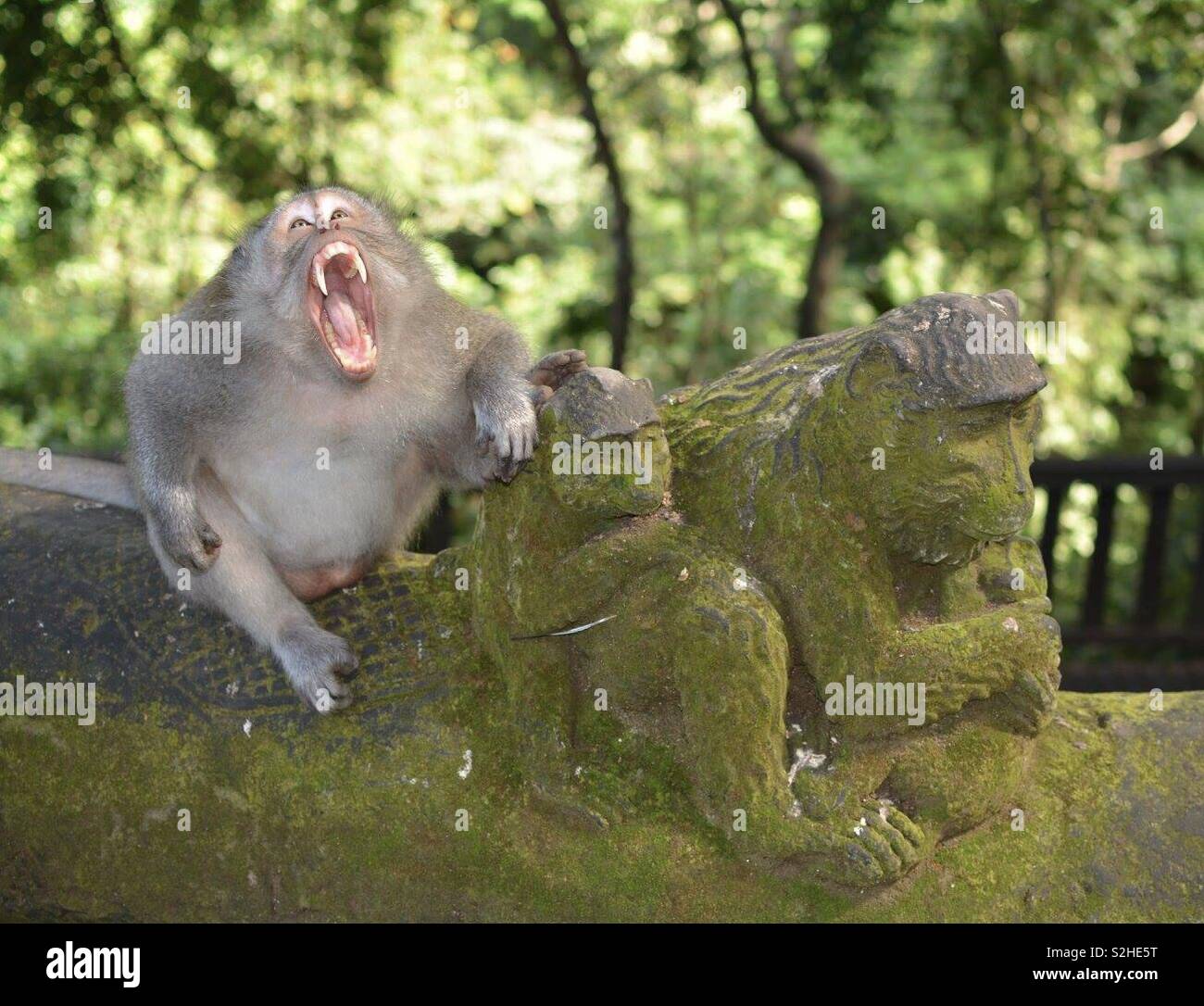 Stupid Monkey Pictures