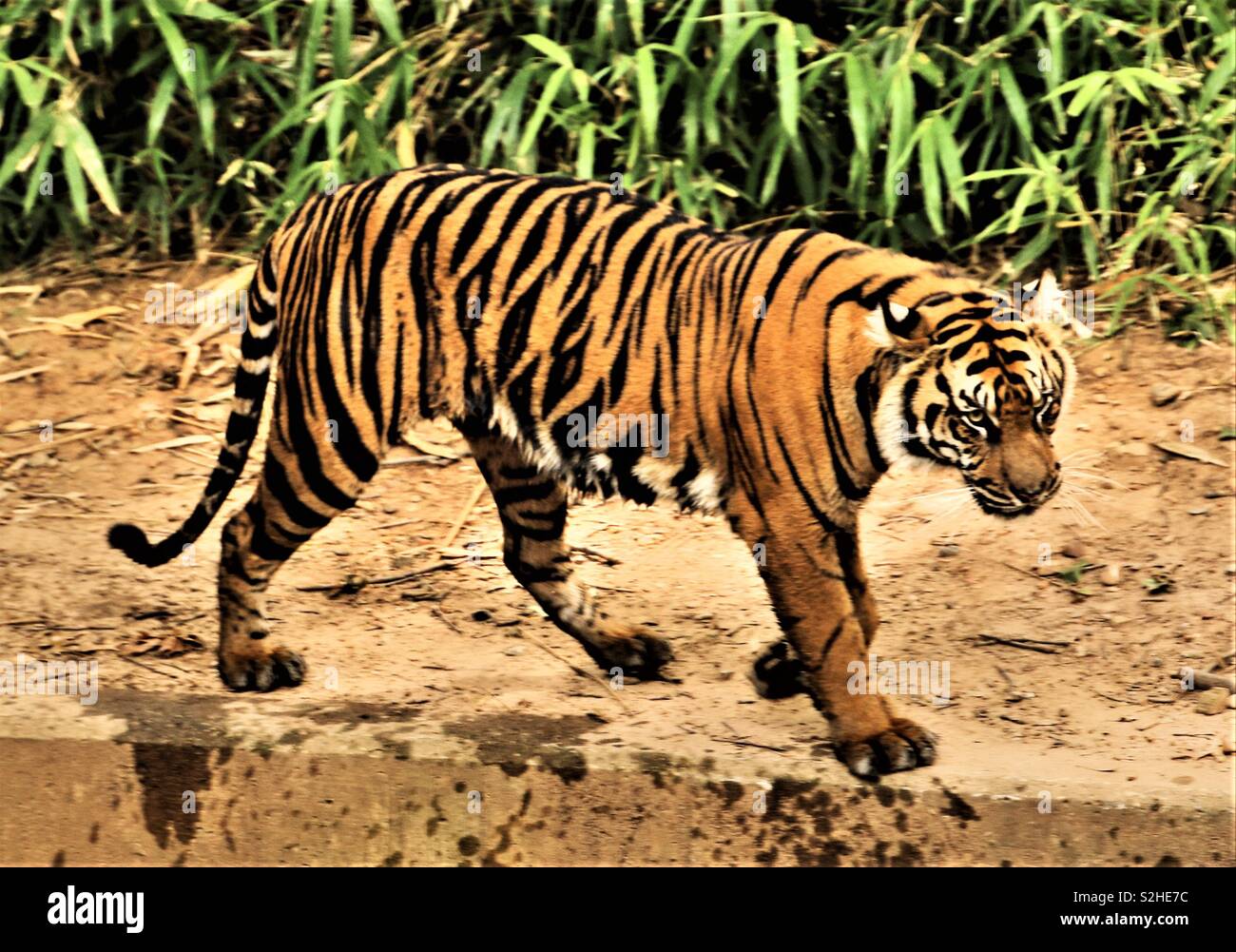 A view of a tiger Stock Photo - Alamy