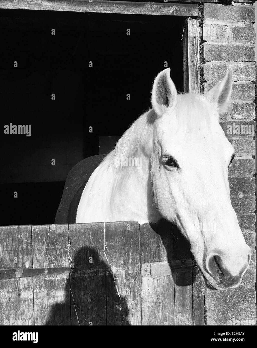 Primal horse hi-res stock photography and images - Alamy