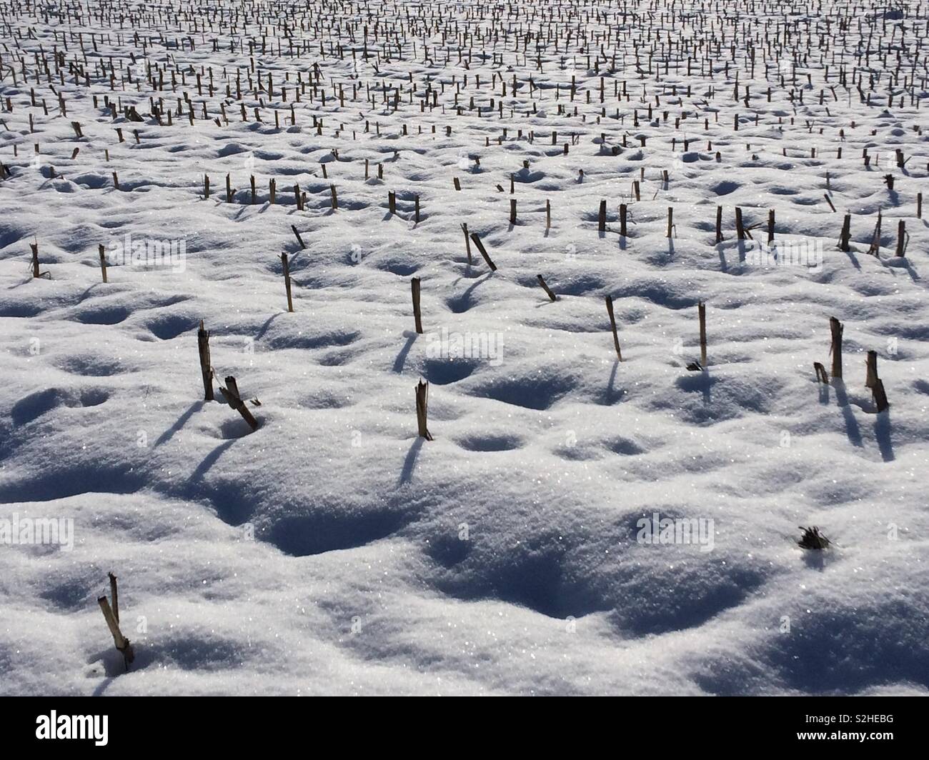 “Amazing” pattern in the snow Stock Photo - Alamy