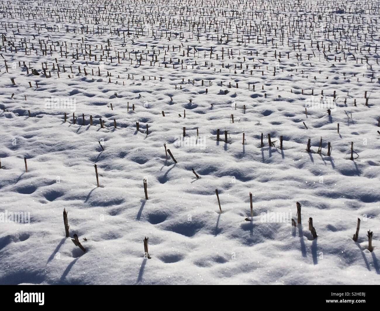 Maize stumps hi-res stock photography and images - Alamy
