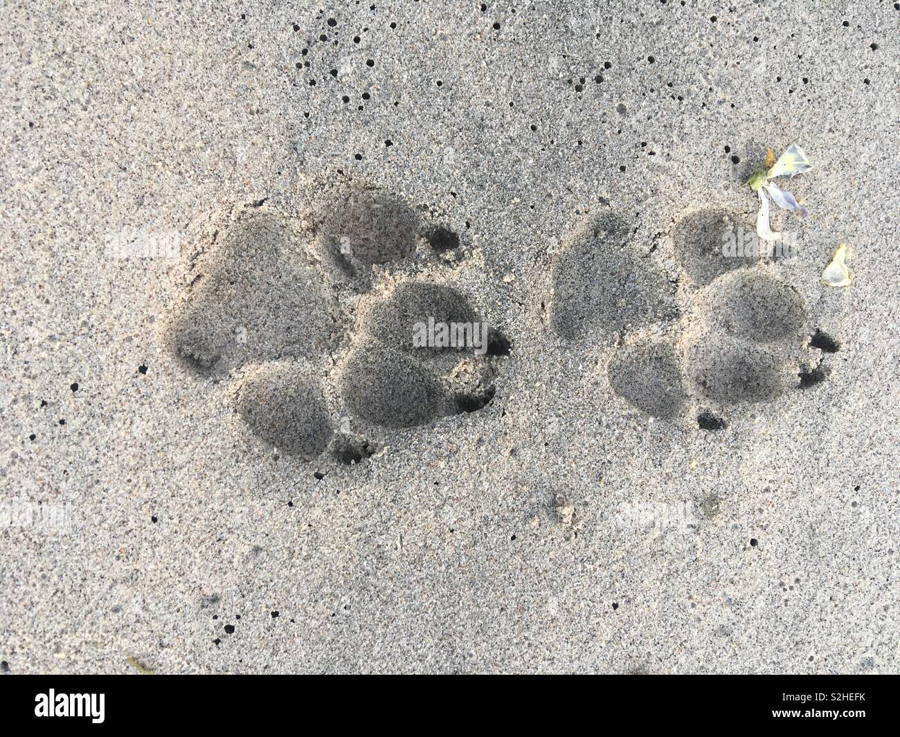 Sandy paw prints hi-res stock photography and images - Alamy