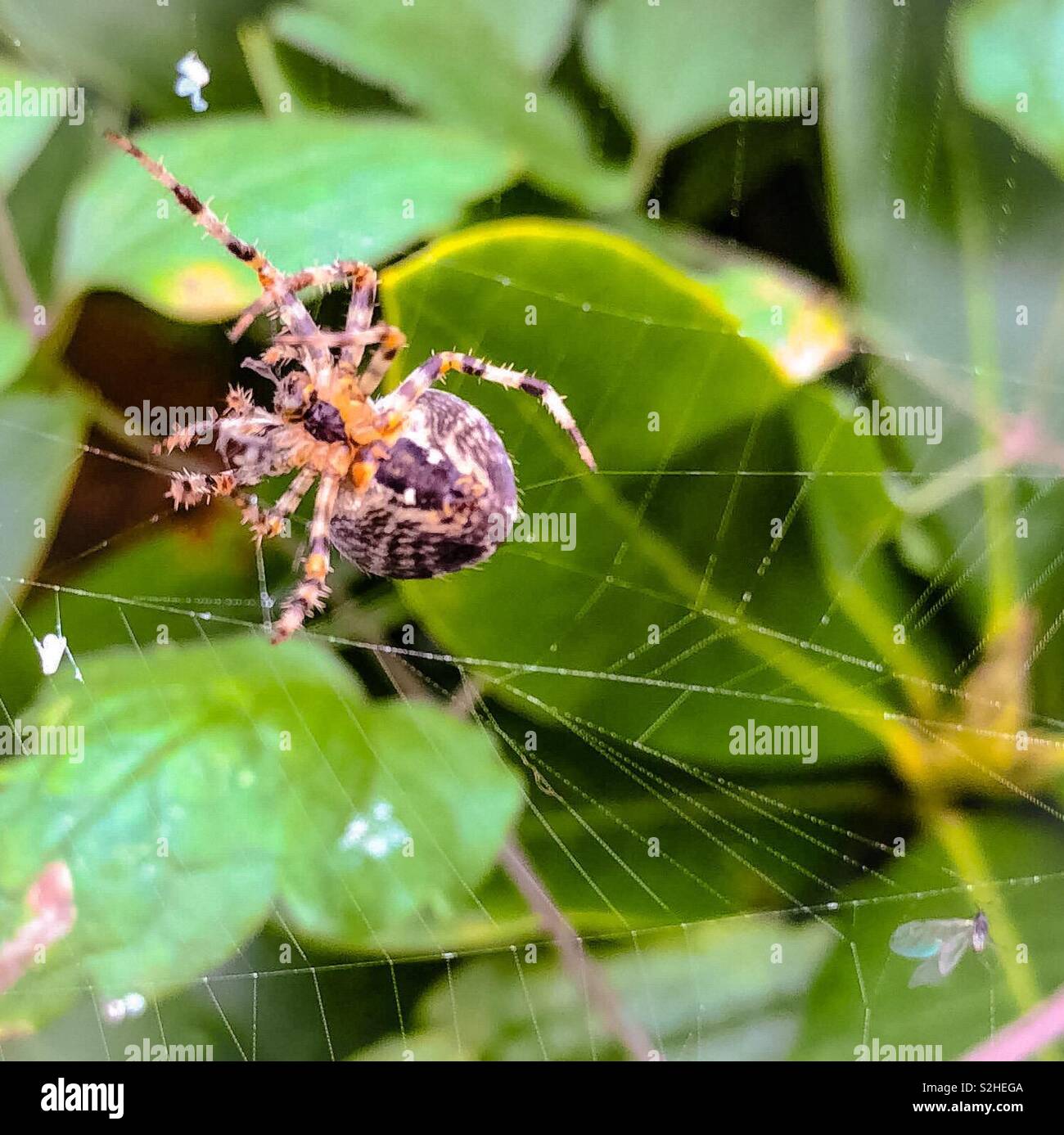 Weaving the web hi-res stock photography and images - Alamy