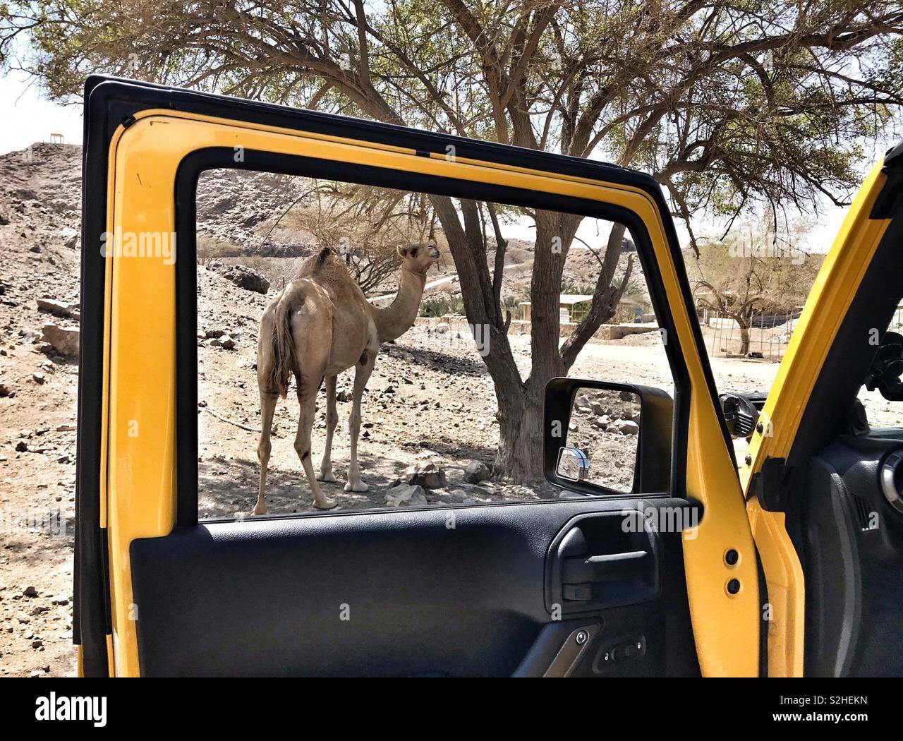 Jeep can hi-res stock photography and images - Alamy