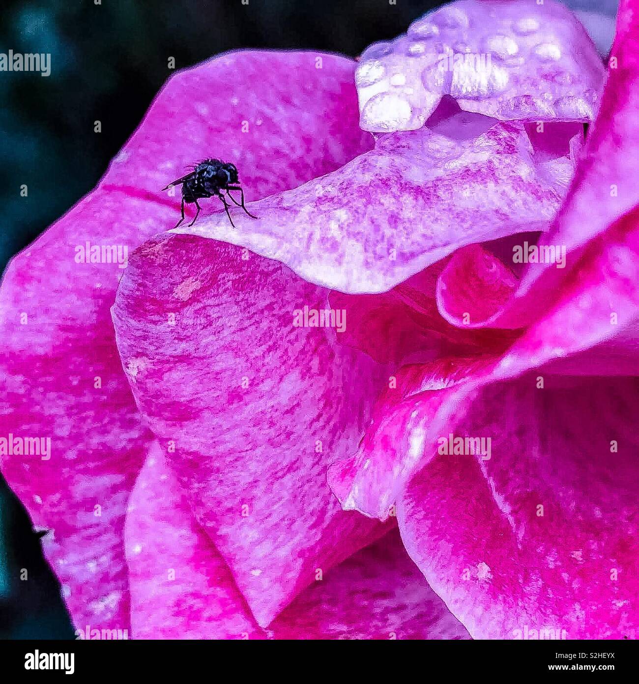 Mini beast hi-res stock photography and images - Alamy