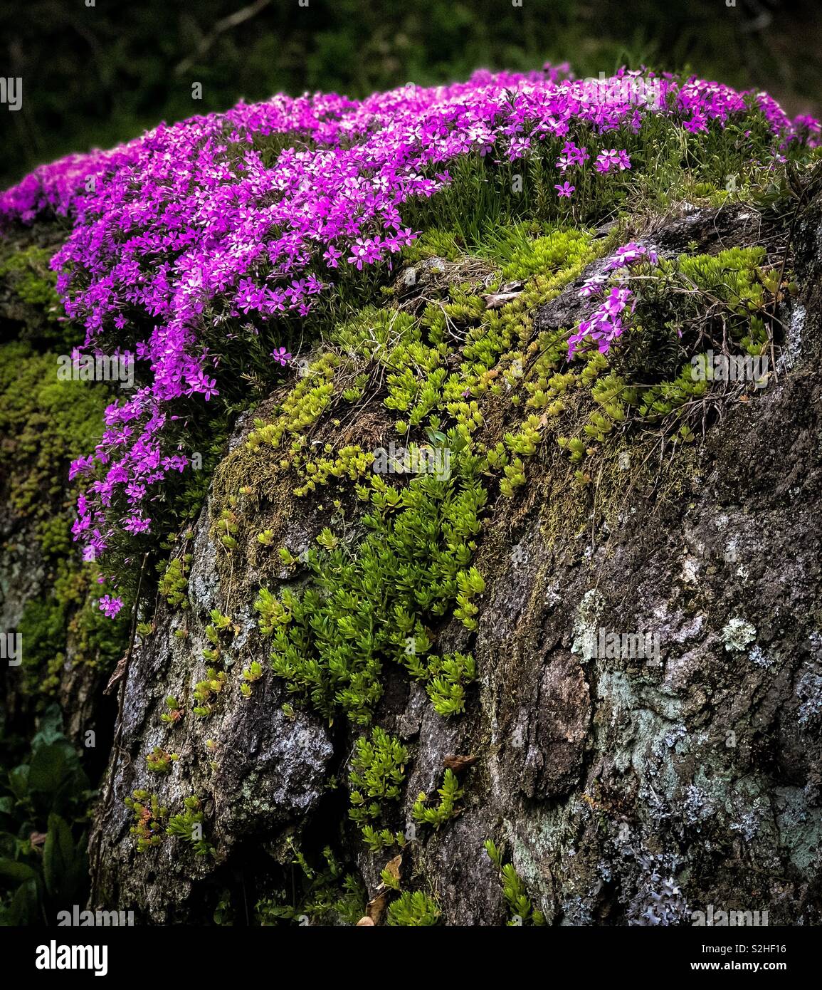 Gorgeous flowers hi-res stock photography and images - Alamy