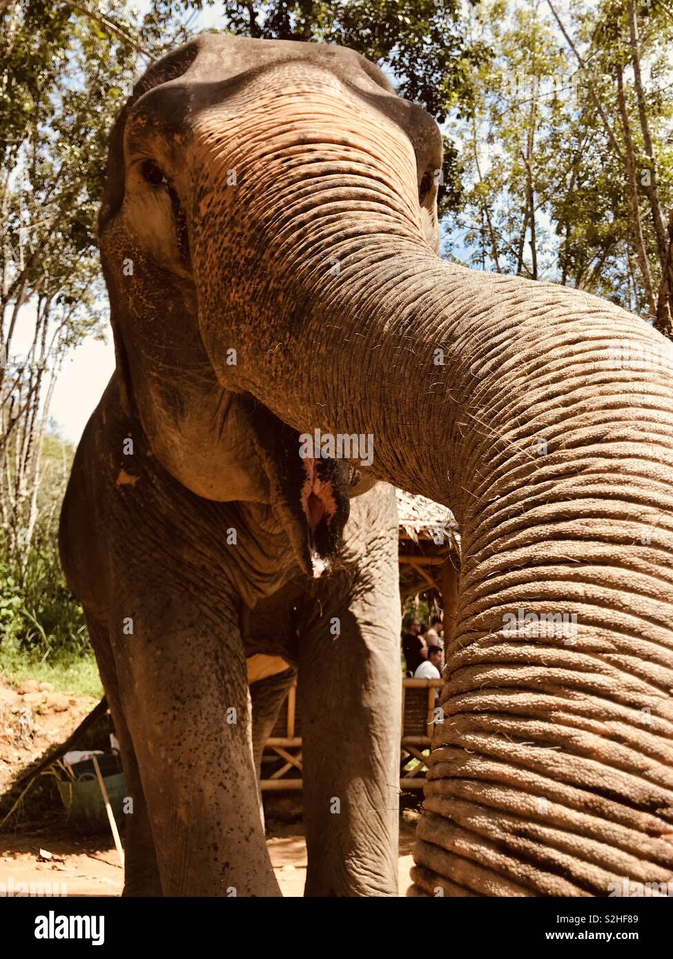 Asian elephant trunk hi-res stock photography and images - Alamy